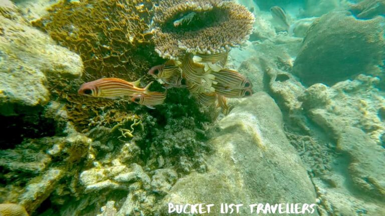 Redang Island Destination Guide (2024): What You Need to Know